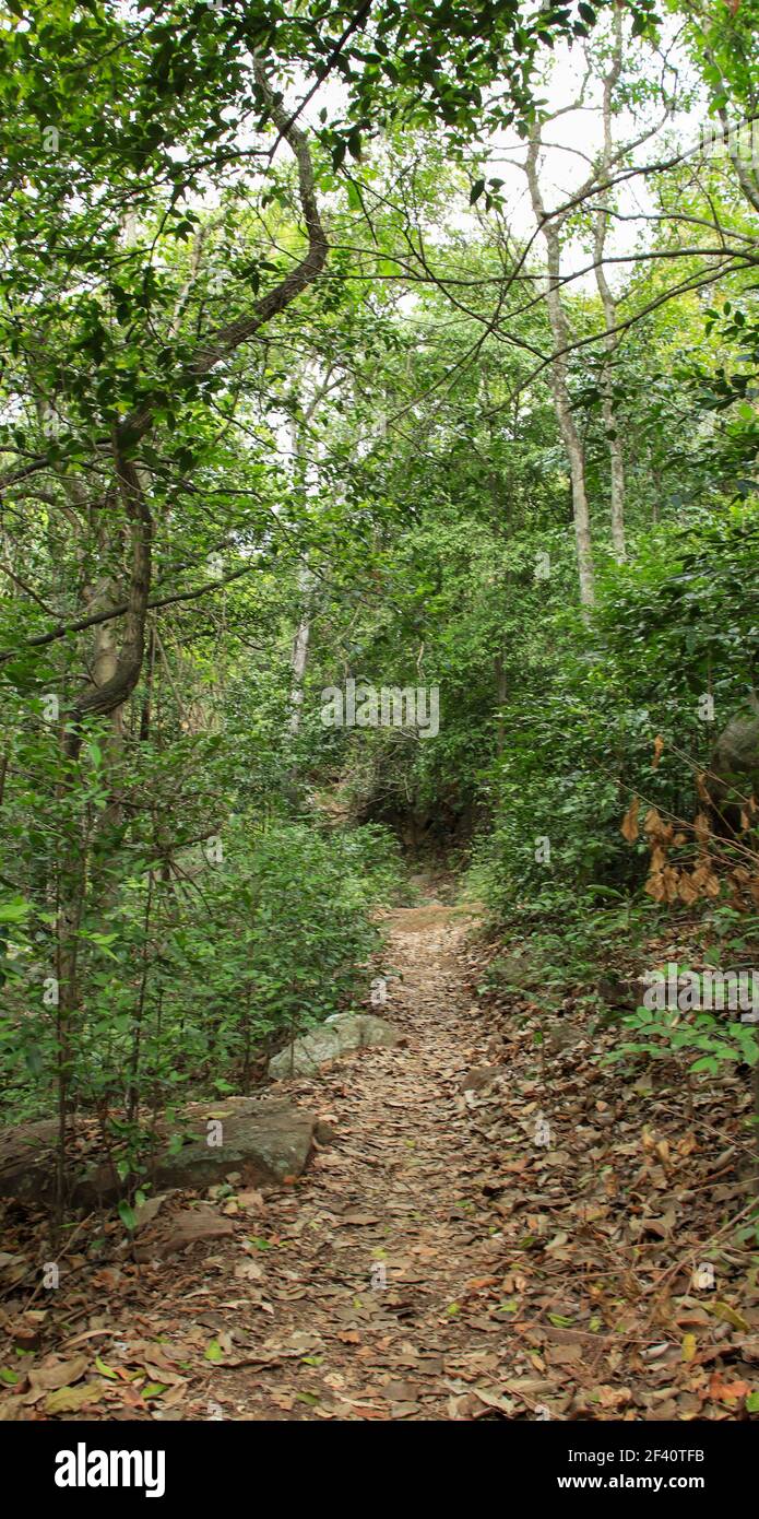 A vertical shot of a pathway through the forest captured during the ...