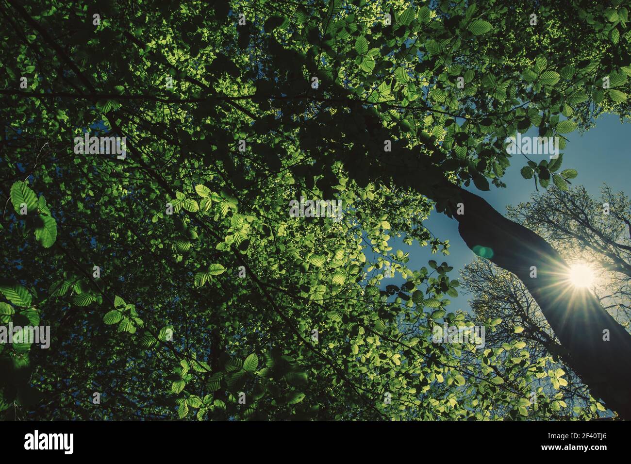 view to the top of spring green trees with sunbeam and blue sky Stock ...