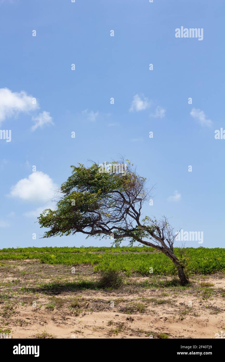 A disciplined tree twisted by the constant wind from the sea. Force of ...