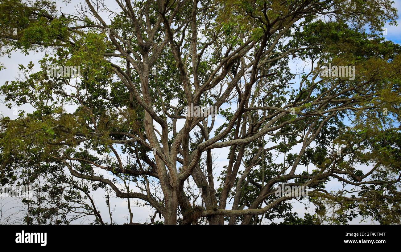 A low angle shot of the branches of a huge tree capture during the ...