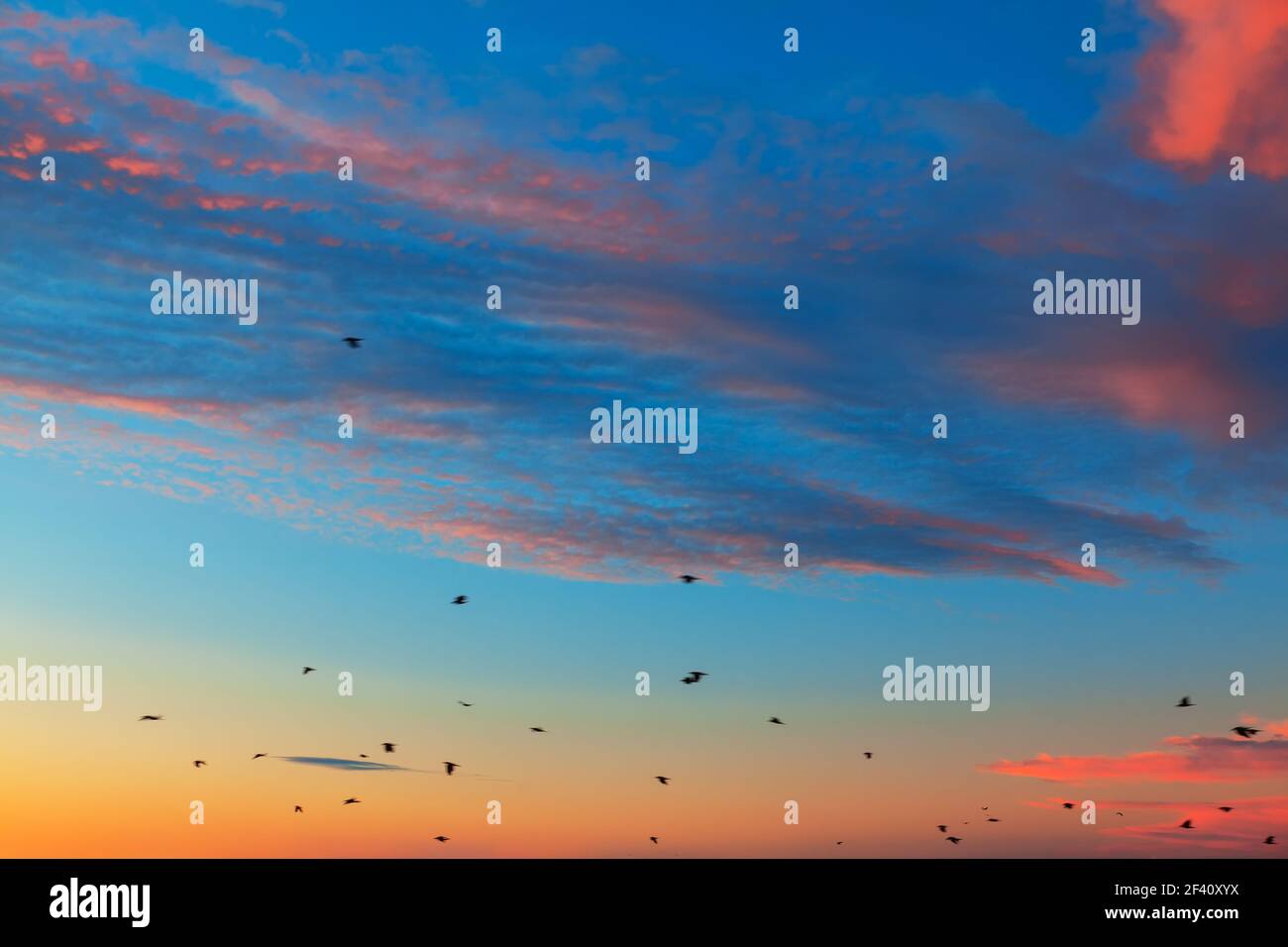 Flock of crows on the evening heaven Stock Photo - Alamy
