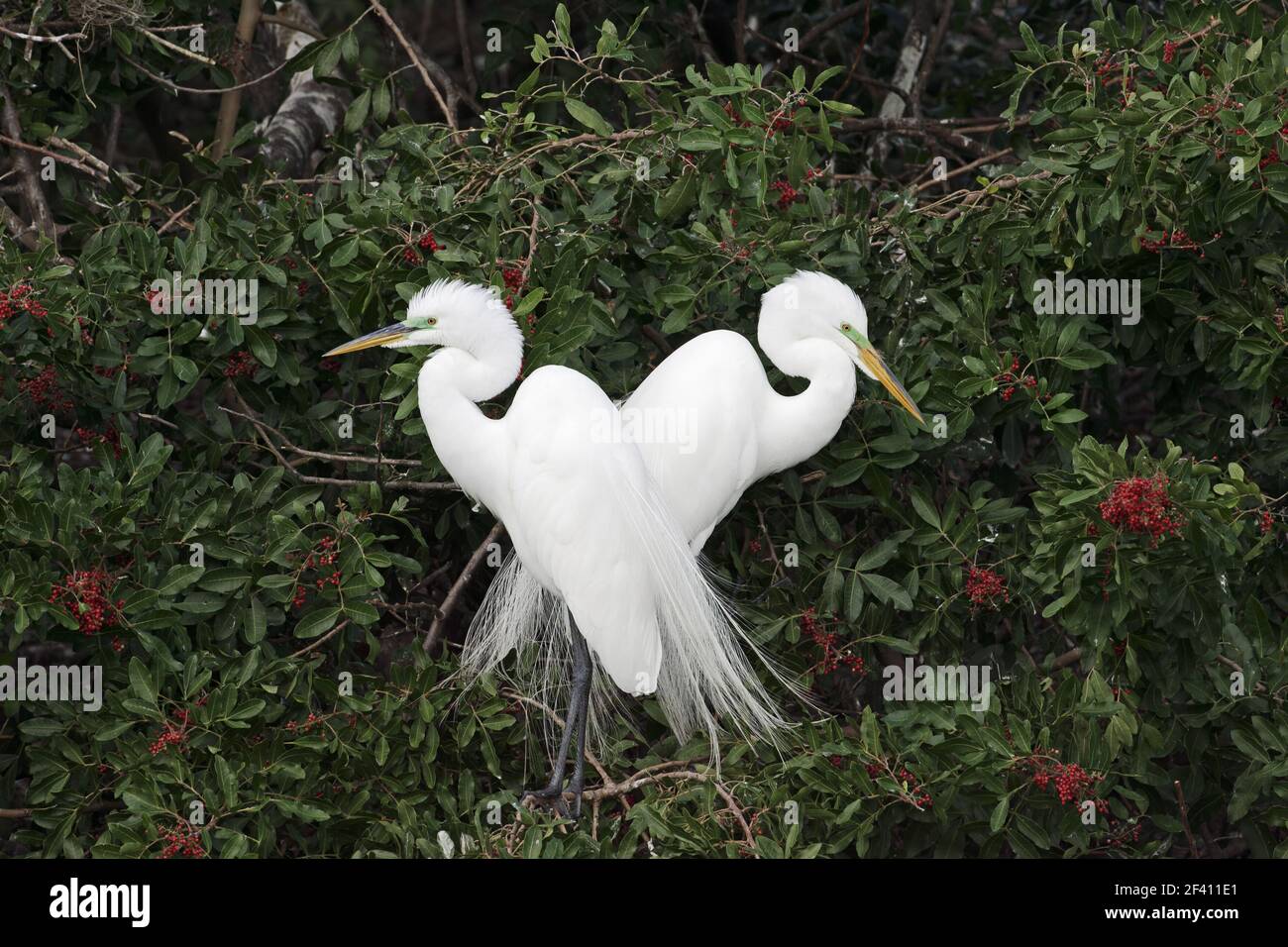 Great White Egret - Breeding pair (Casmerodius albus) Venice Rookery ...
