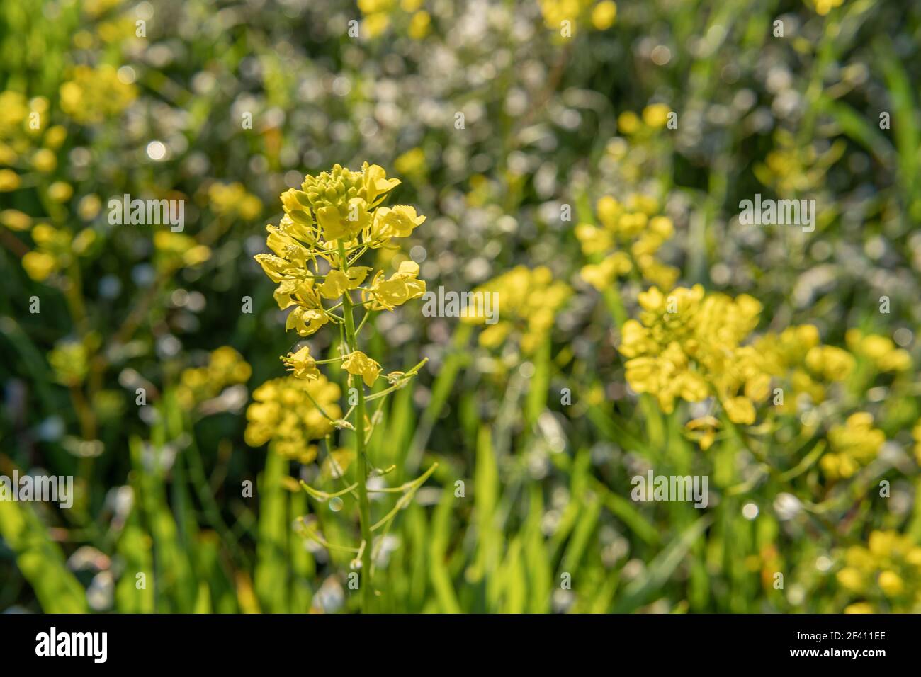 Field of yellow wild flowers called Wild Mustards (Sinapis arvensis ...