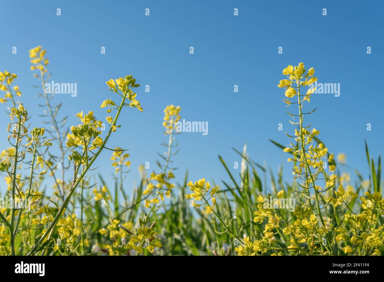 Field of yellow wild flowers called Wild Mustards (Sinapis arvensis ...