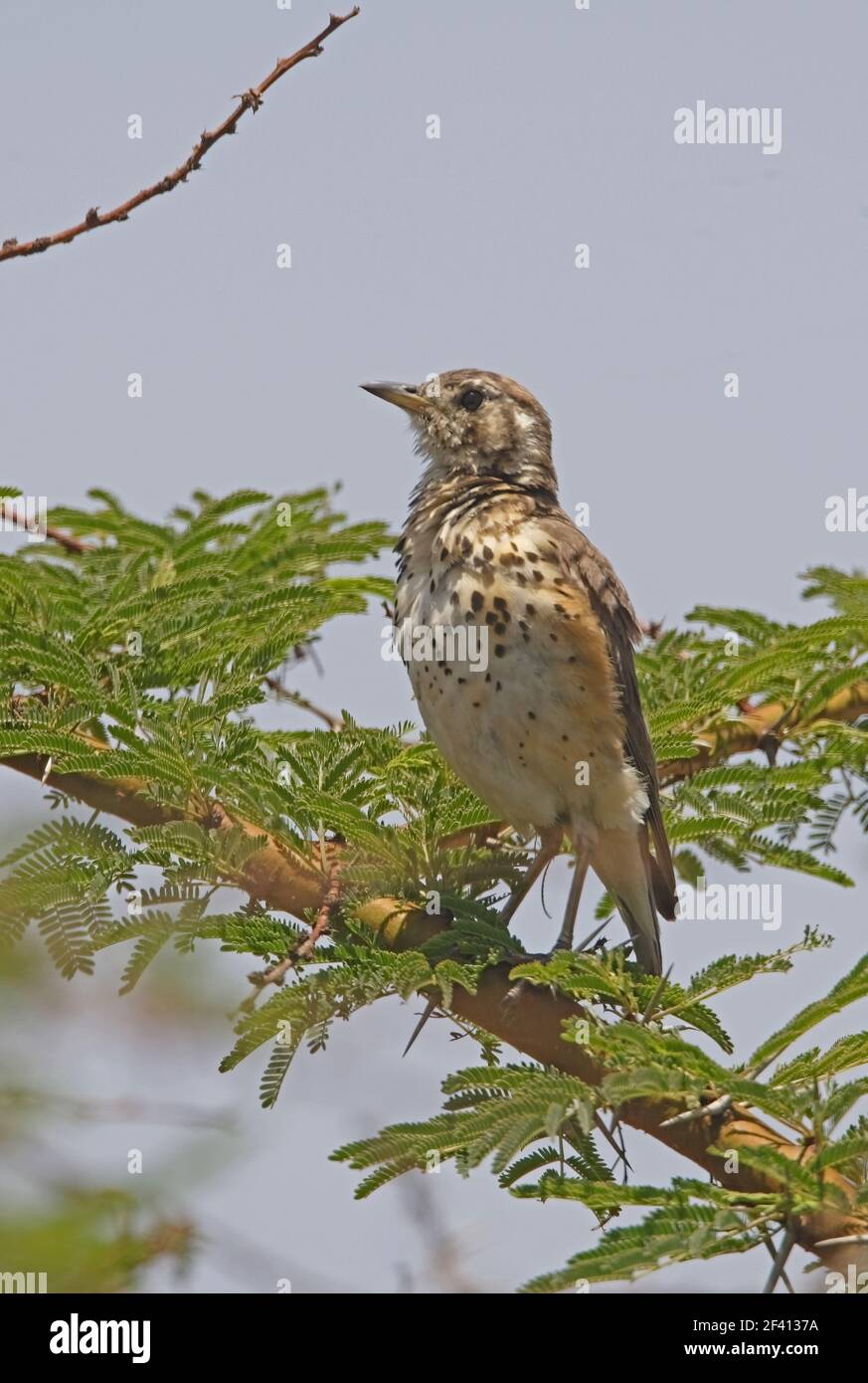 Ethiopian thrush hi-res stock photography and images - Alamy