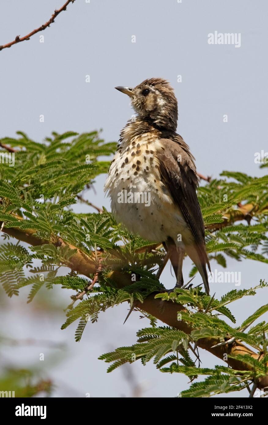 Ethiopian Thrush (Psophocichla simensis) adult male perched in tree Sankelle Sanctuary, Ethiopia ...