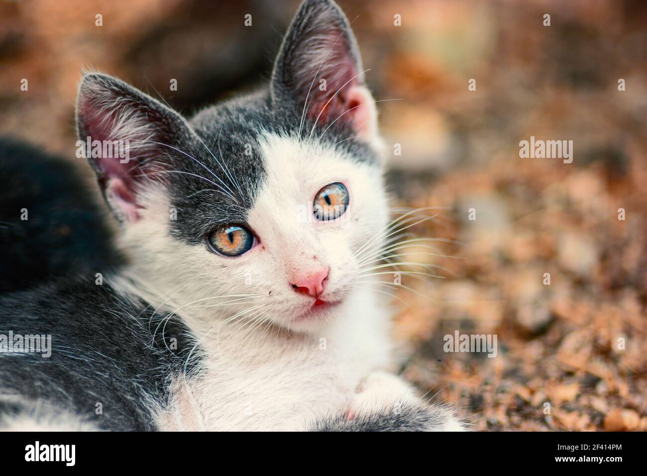 Cute cat face hi-res stock photography and images - Alamy