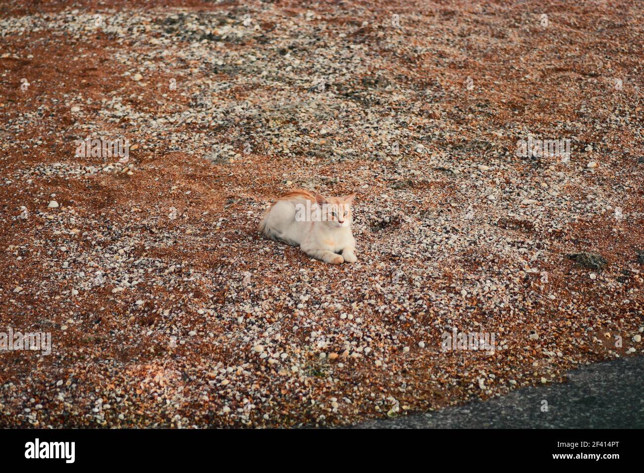 Orange cat resting on sea shore covered with sand and empty shells ...