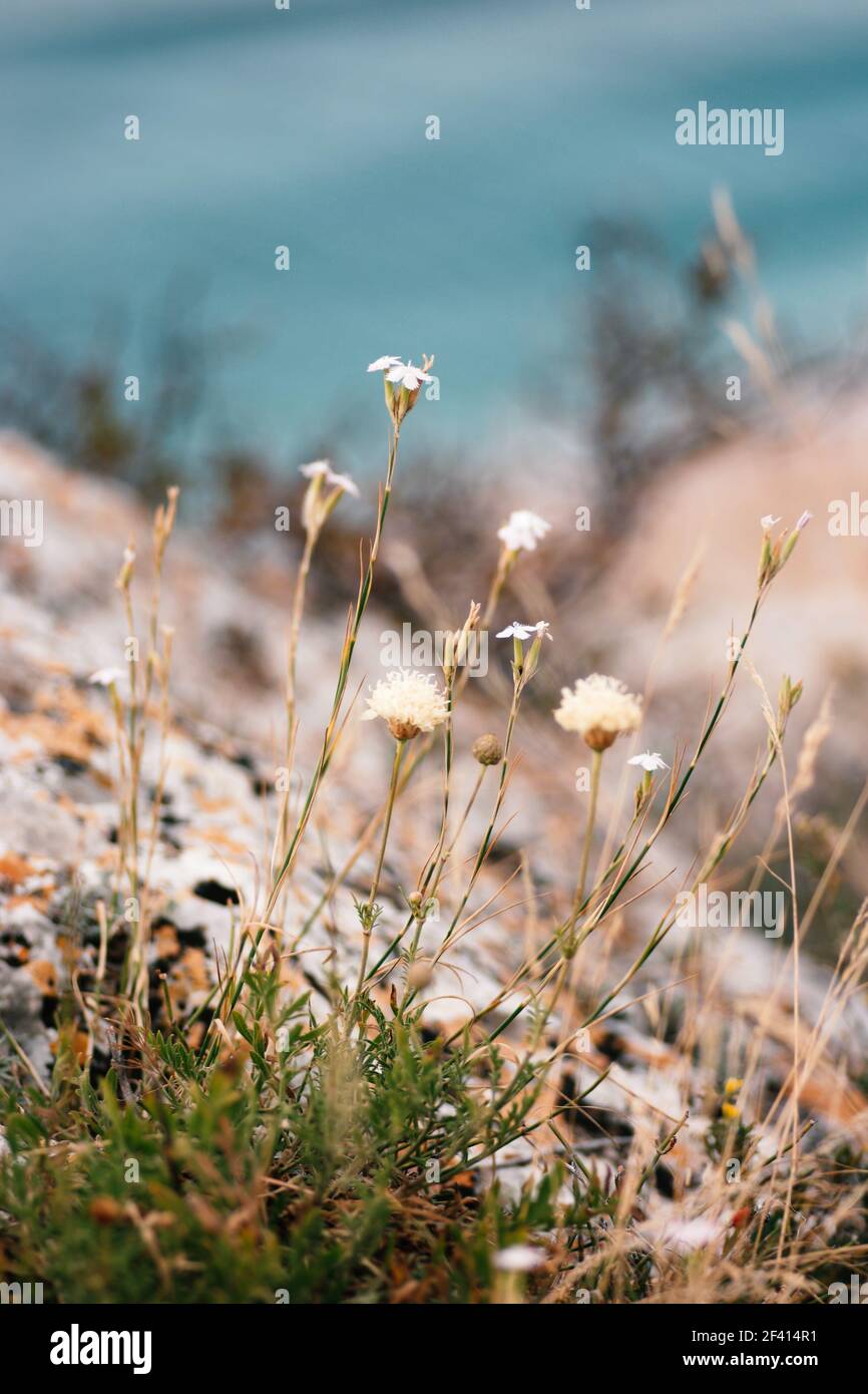 Tuft of grass and small wildflowers growing in front of coastal rocks ...