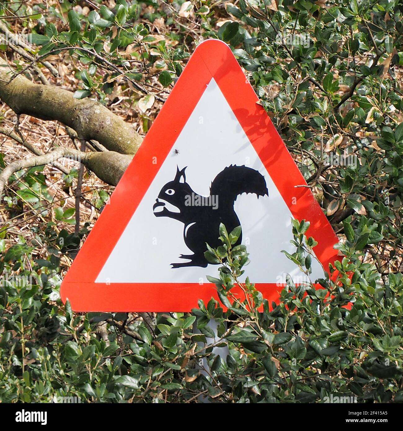 Warning - Squirrels Stock Photo - Alamy