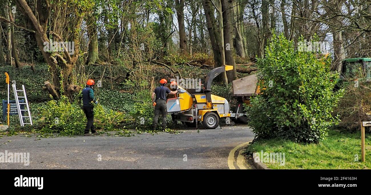 Ladder tree cutting hi-res stock photography and images - Alamy