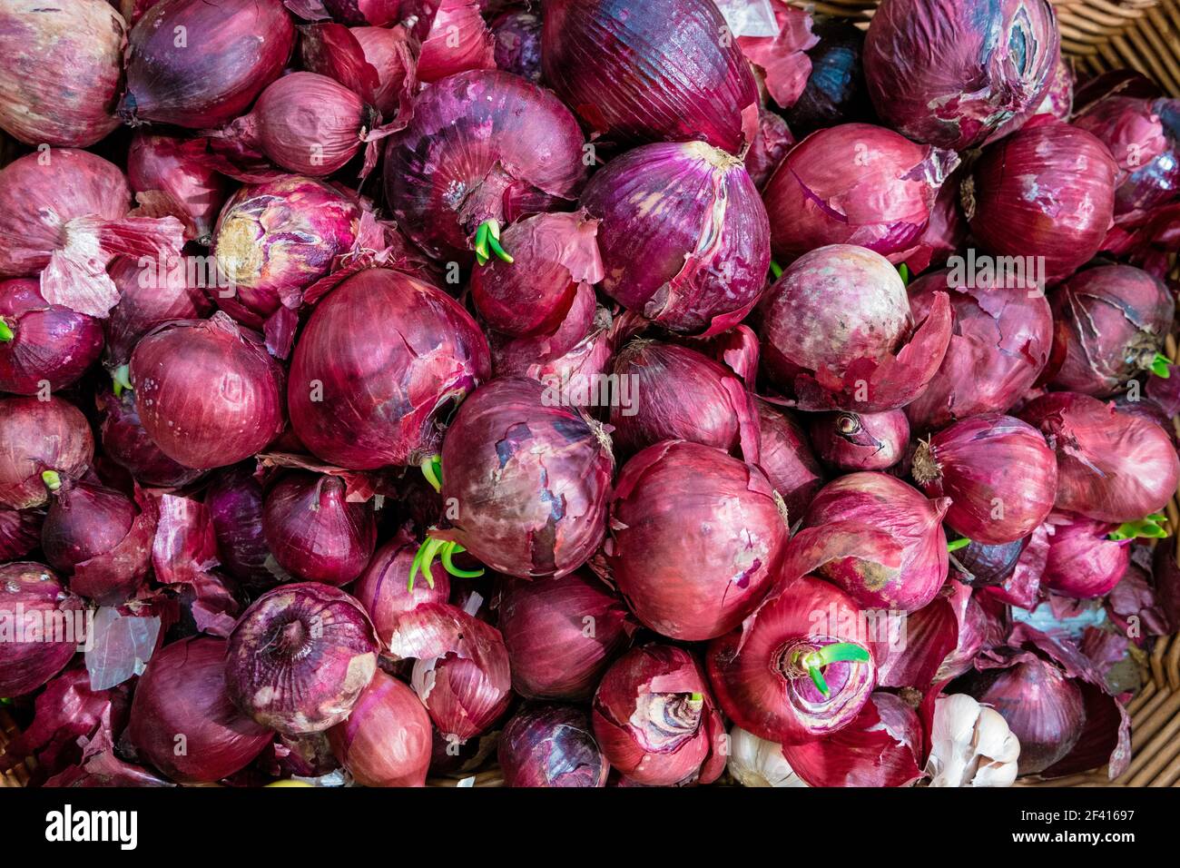 Big Red Onions Background. Purple onions in plenty on display at local ...