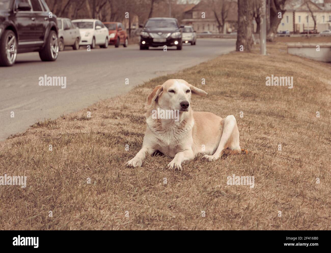 Stray Dog Resting On The Roadside In Front Of Moving Cars. Image In ...