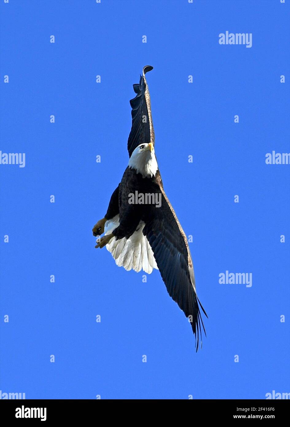 Pembroke Pines - FL - 20210203 American Bald Eagle in Flight on the ...