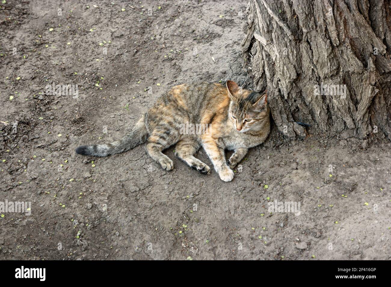 Cat having rest on the ground near tree trunk, copyspace. Cat having ...