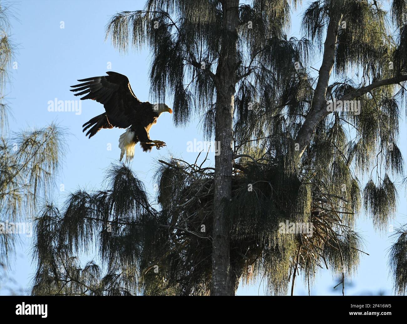 Pembroke Pines - FL - 20210203 American Bald Eagle in Flight on the ...