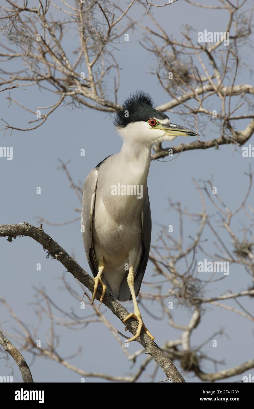Black Crowned Night Heron (Nycticorax nycticorax) Lake Marian, florida ...