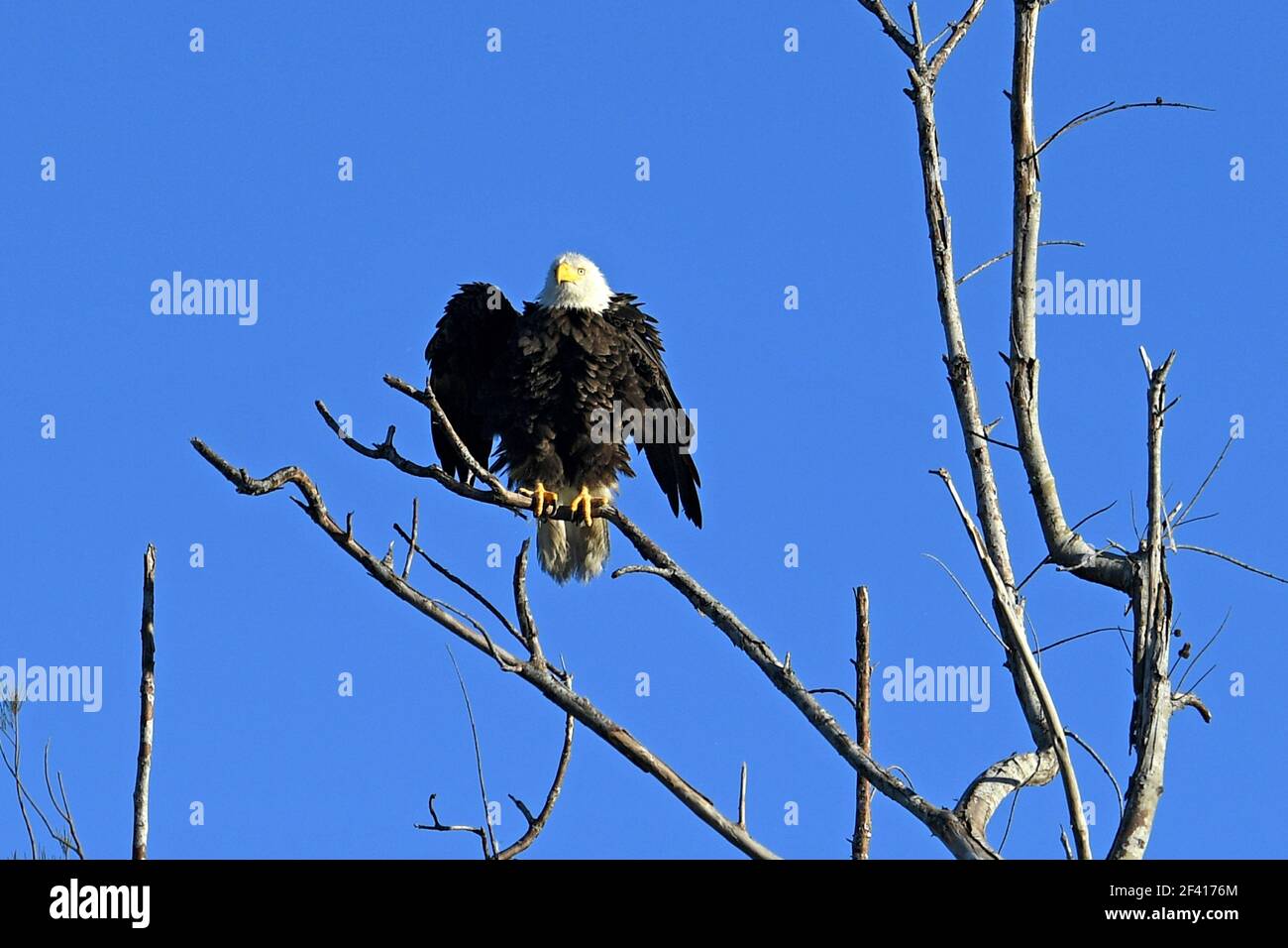 Pembroke Pines - FL - 20210203 American Bald Eagle in Flight on the ...