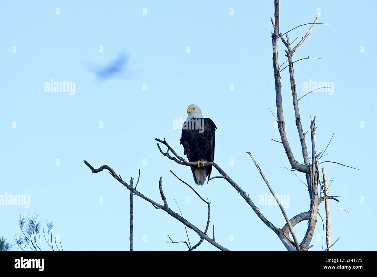 Pembroke Pines - FL - 20210203 American Bald Eagle in Flight on the ...