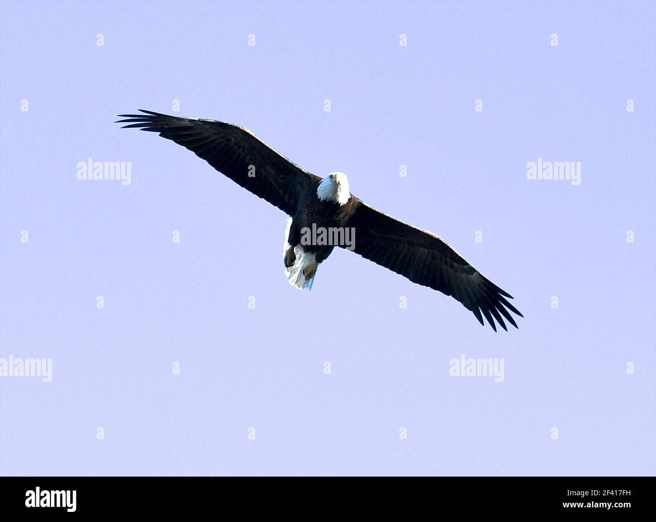 Pembroke Pines - FL - 20210203 American Bald Eagle in Flight on the ...