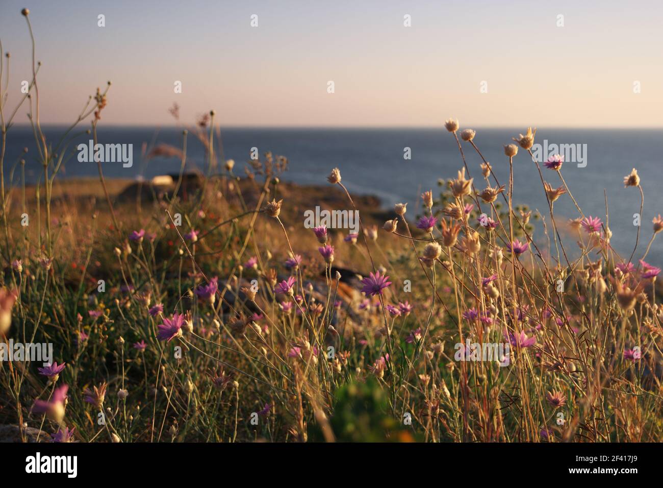 Horizon line and coast with dyed grass and small wild flowers Sea of ...