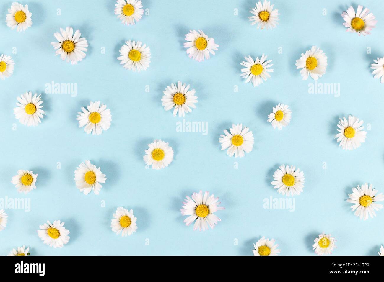White Daisy Background