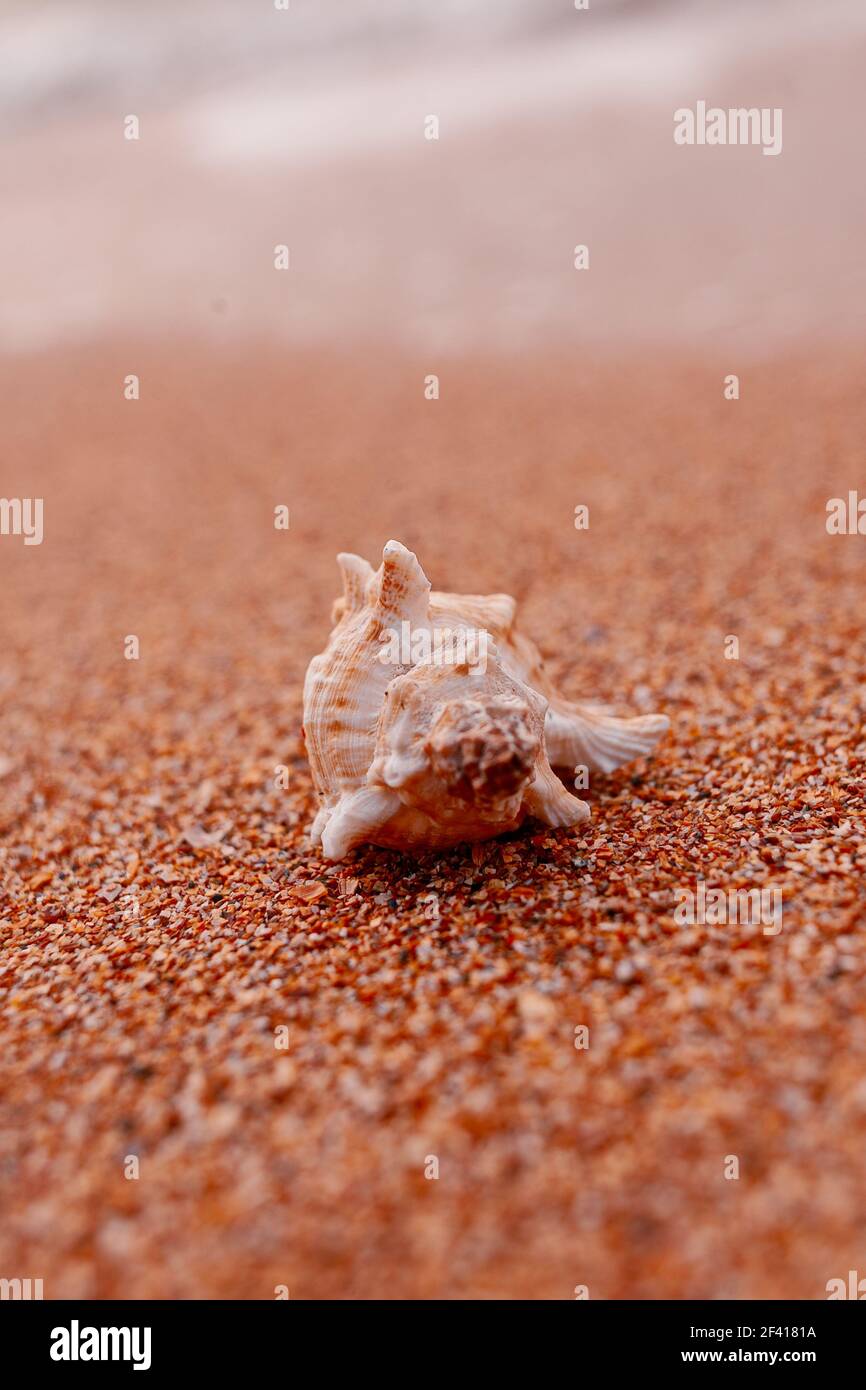 Exotic tropical shell on coarse sand, shallow DOF , copyspace. exotic ...