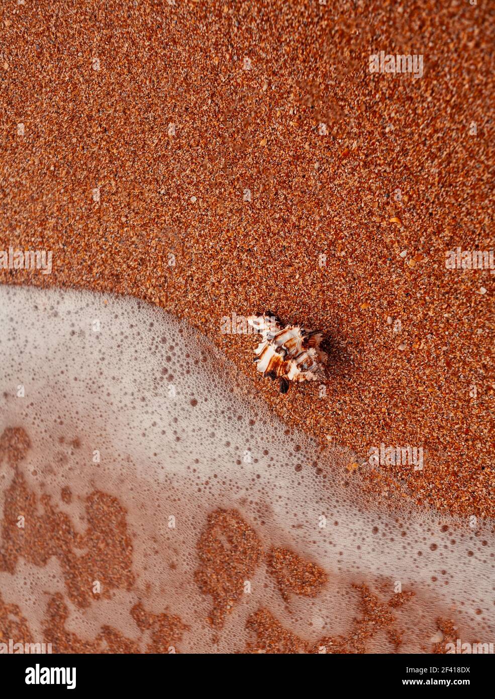 Spiral shell on sand from above Stock Photo - Alamy