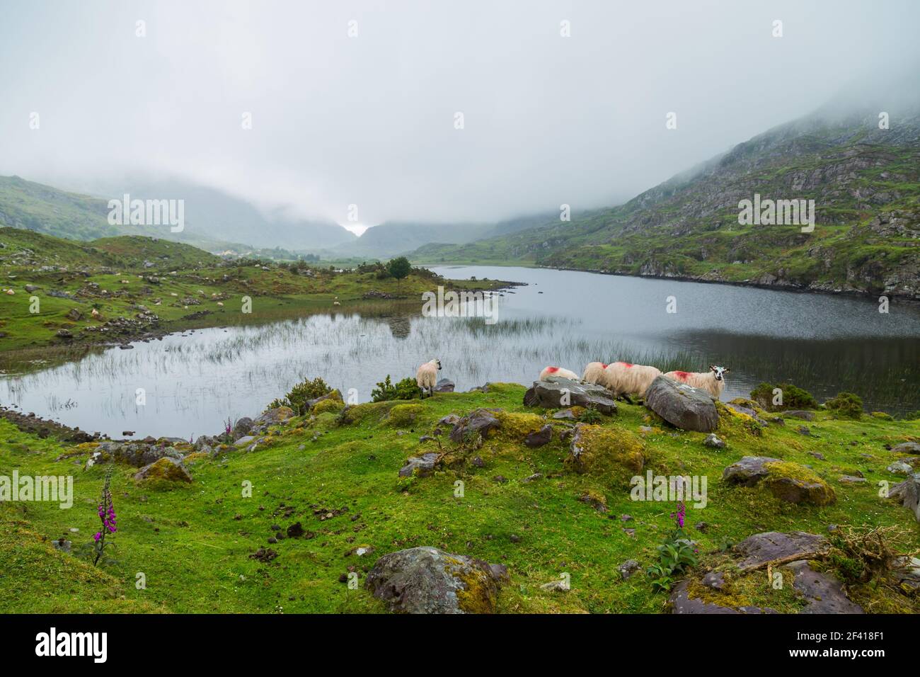 Killarney National Park. Killarney National Park, near the town of ...