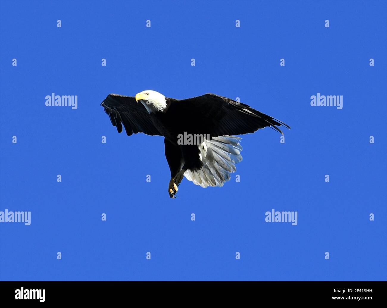 Pembroke Pines - FL - 20210203 American Bald Eagle in Flight on the ...
