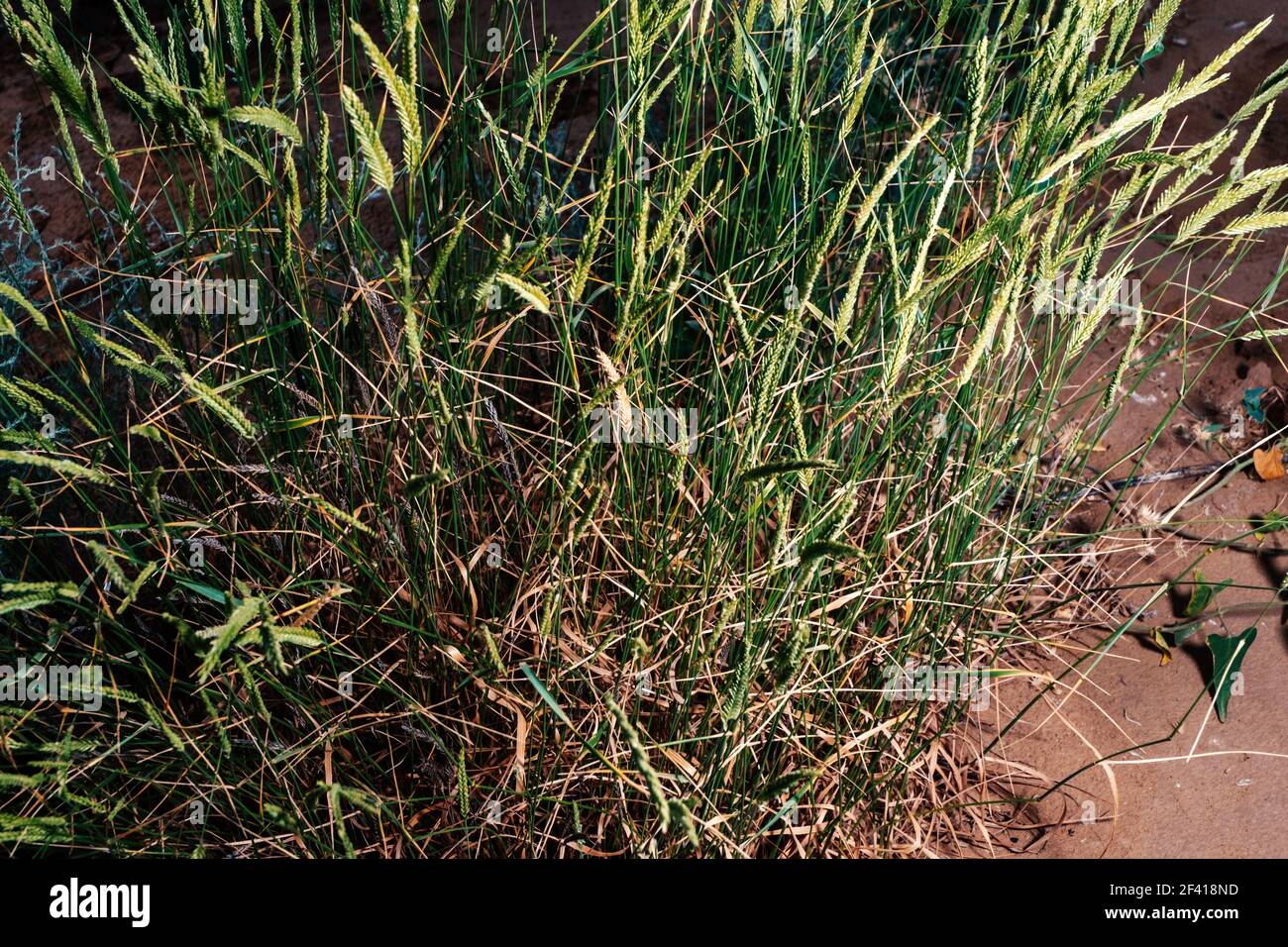 Dead grass texture hi-res stock photography and images - Alamy