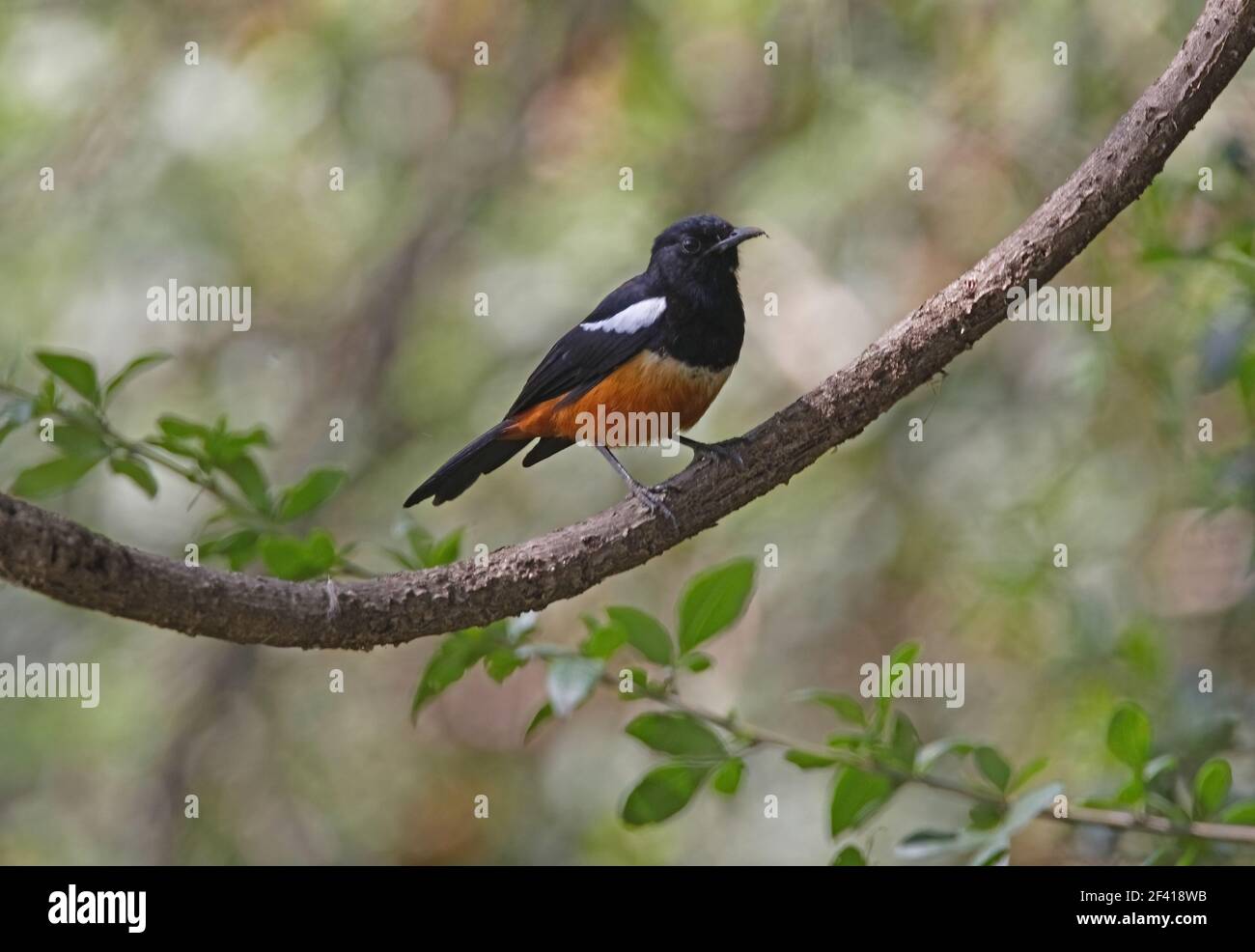 Mocking Cliff-chat (Thamnolaea cinnamomeiventris subrufipennis) adult ...