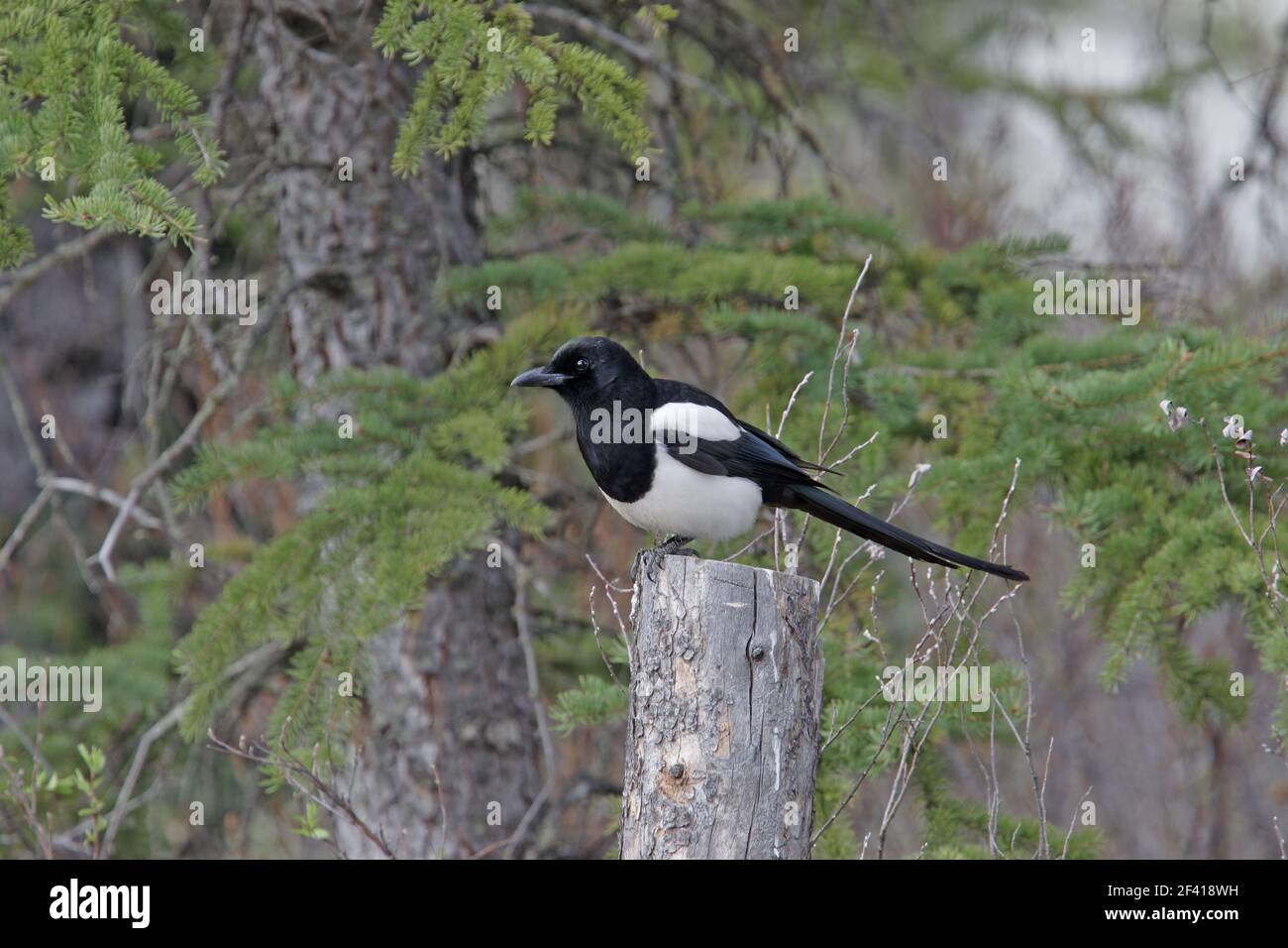 Magpie Pica pica Canadian Rocky Mountains Alberta, Canada BI018555 ...