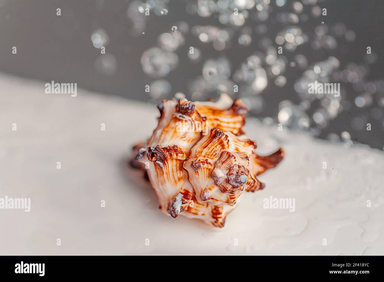 Close-up photo of the spiral spiked seashell under the falling water ...