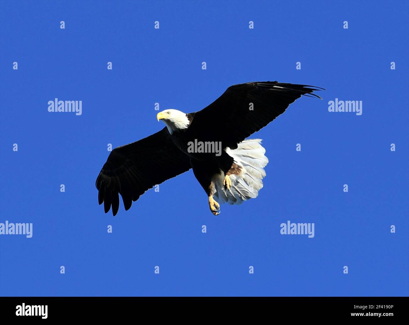 Pembroke Pines - FL - 20210203 American Bald Eagle in Flight on the ...