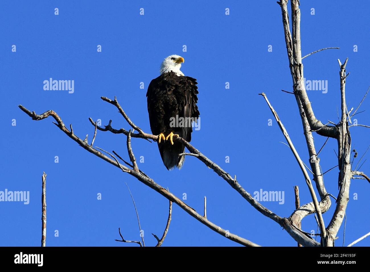 Pembroke Pines - FL - 20210203 American Bald Eagle in Flight on the ...