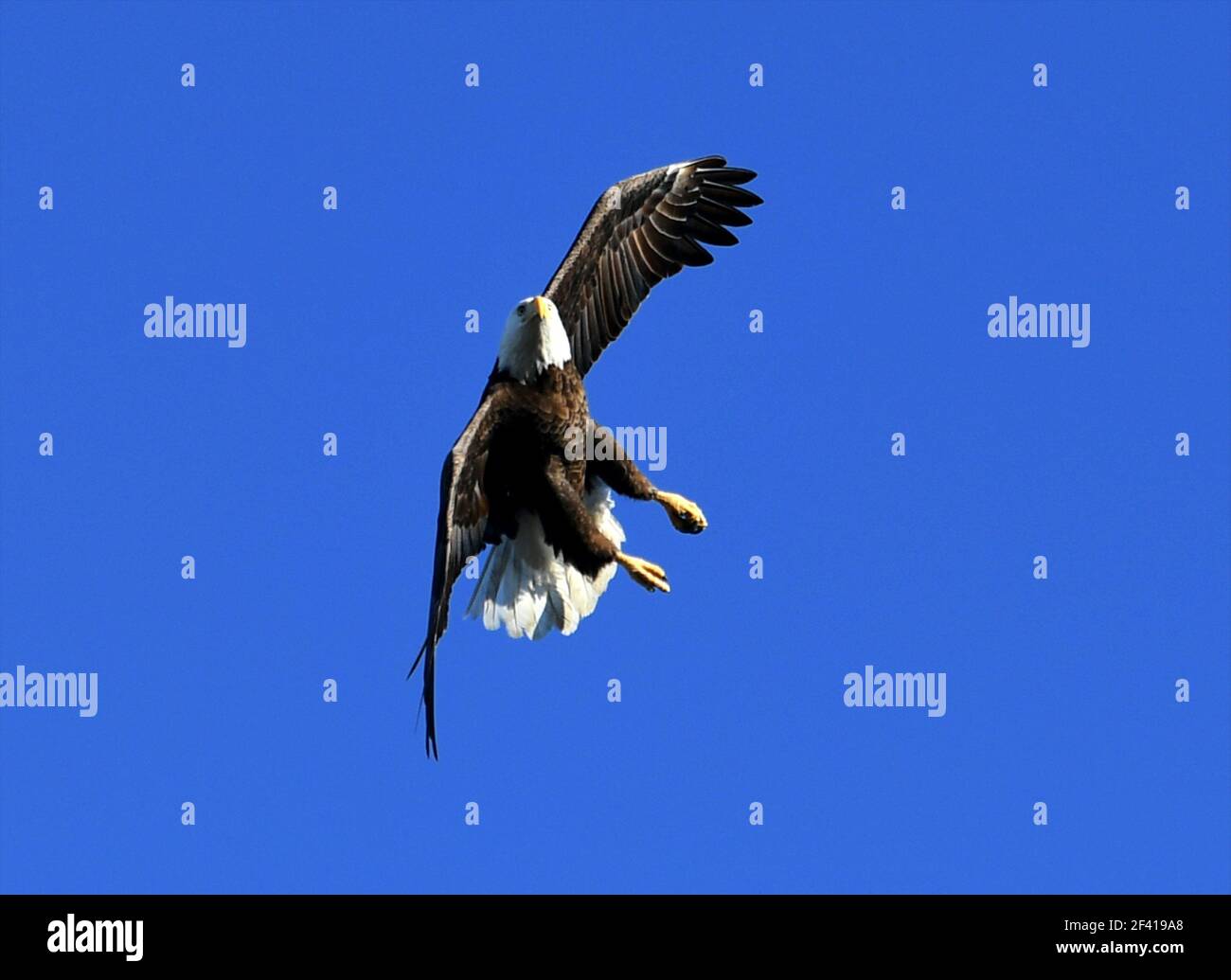 Pembroke Pines - FL - 20210203 American Bald Eagle in Flight on the ...
