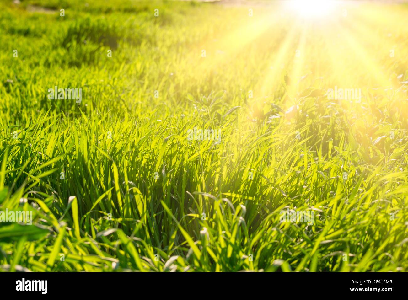 Messy grass hi-res stock photography and images - Alamy