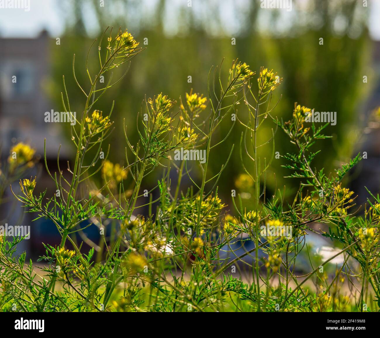 Wildflowers in the park in front of trees in row line. Wildflowers in ...