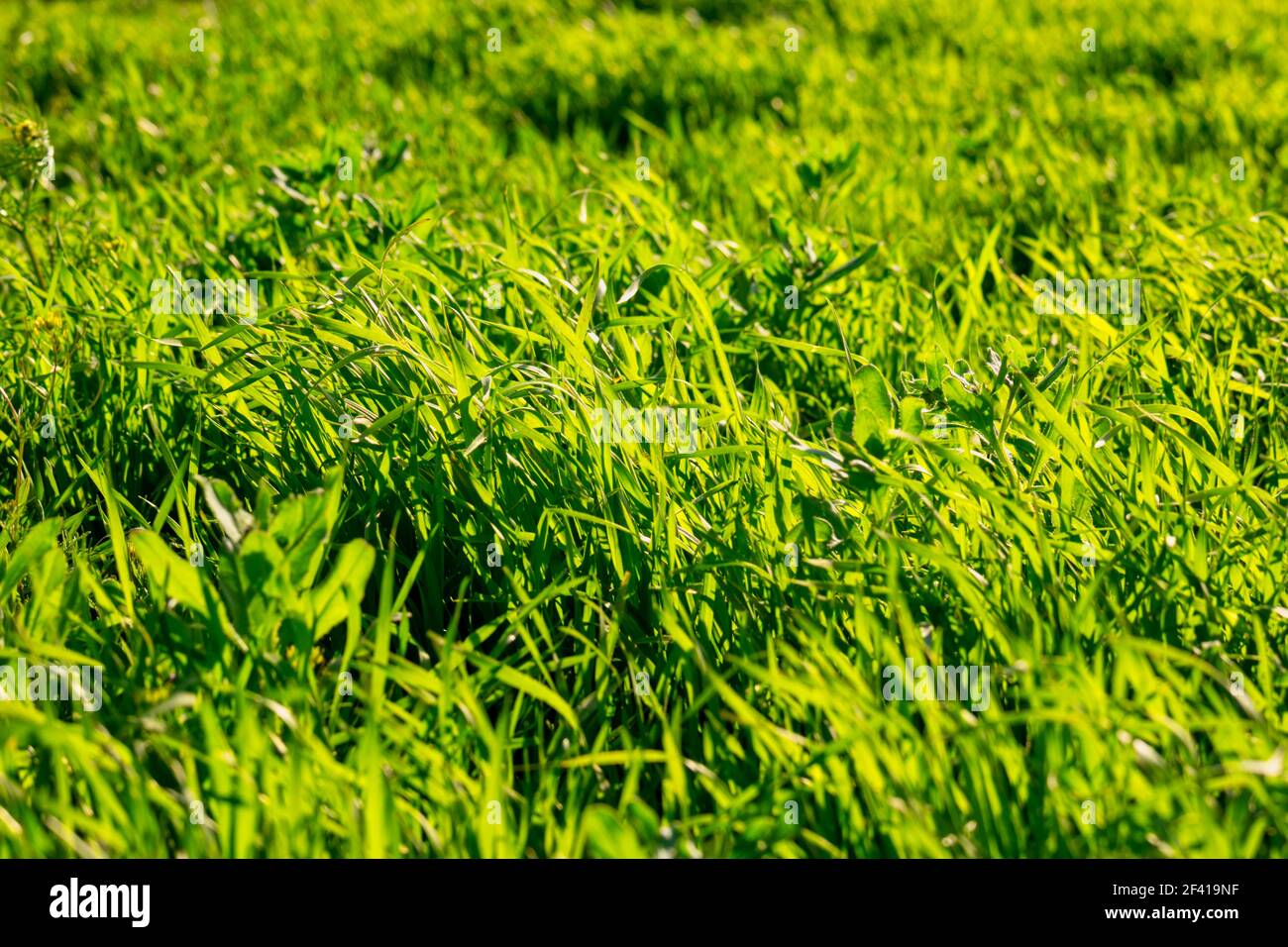 Uncut grass backlit by day sun in summer afternoon. Uncut grass backlit ...