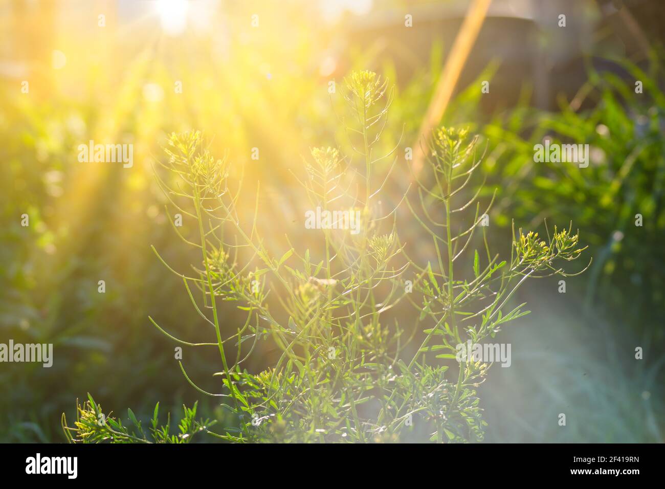 Small yellow wildflower backlit by sun in daytime. Small yellow ...