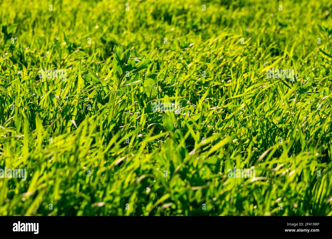 Uncut grass hi-res stock photography and images - Alamy