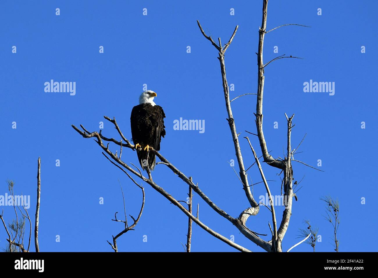 Pembroke Pines - FL - 20210203 American Bald Eagle in Flight on the ...