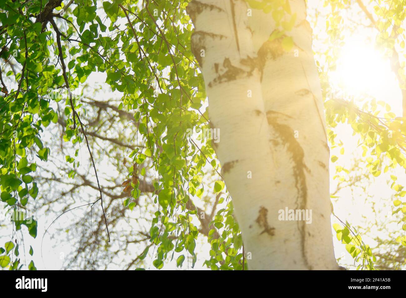 The Birch tree with tender green fresh leaves on its branches backlit ... The Birch tree with tender green fresh leaves on its branches backlit ...