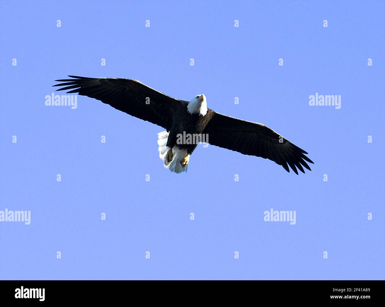 Pembroke Pines - FL - 20210203 American Bald Eagle in Flight on the ...