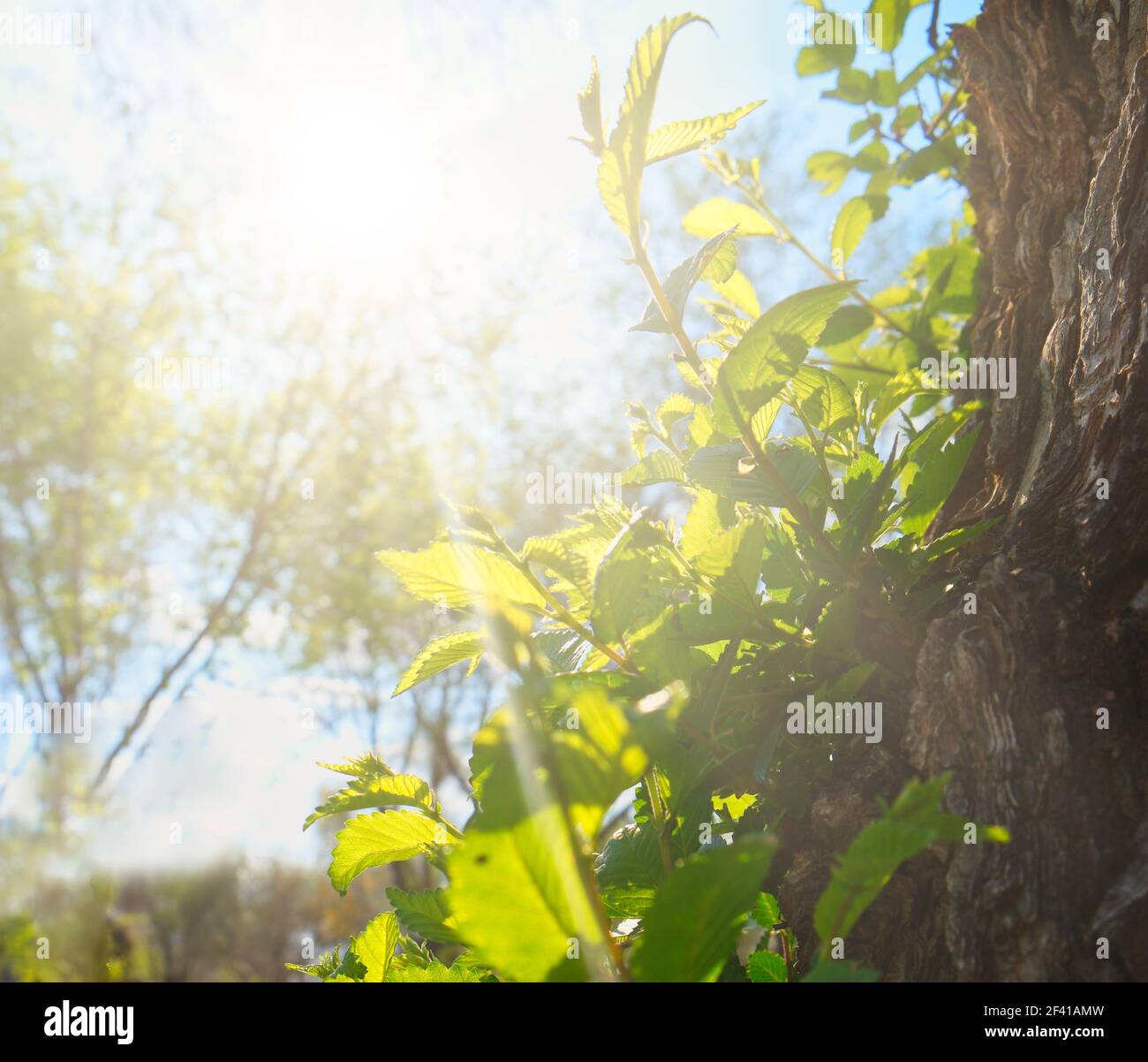 Sunshine grass hi-res stock photography and images - Alamy