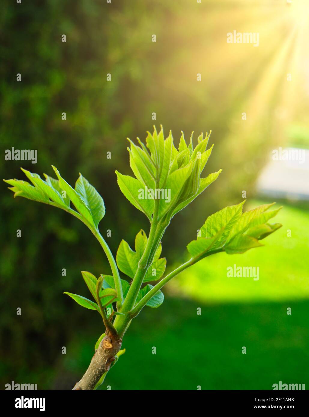 Sun flares over green sprout on the top of tree branch in April. New ...