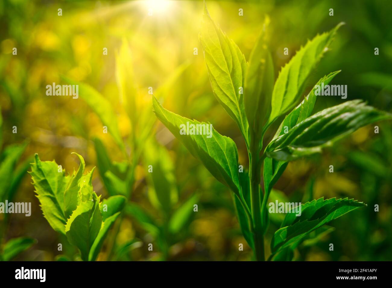 Young plant sprout in the morning with sun light, worms eye level view ...