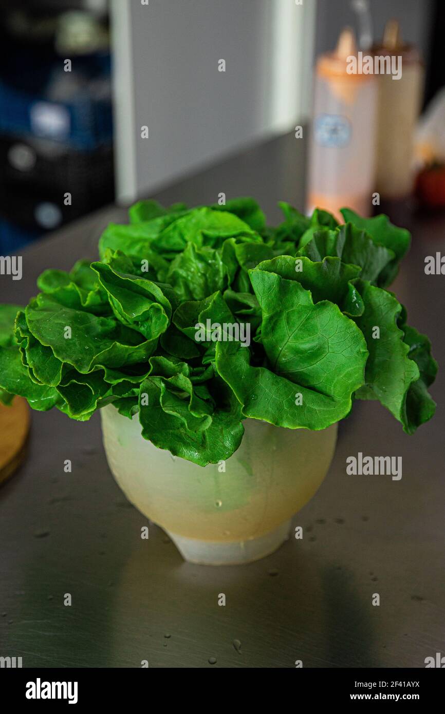 A high-angle shot of fresh green lettuce in a bowl in the kitchen Stock ...