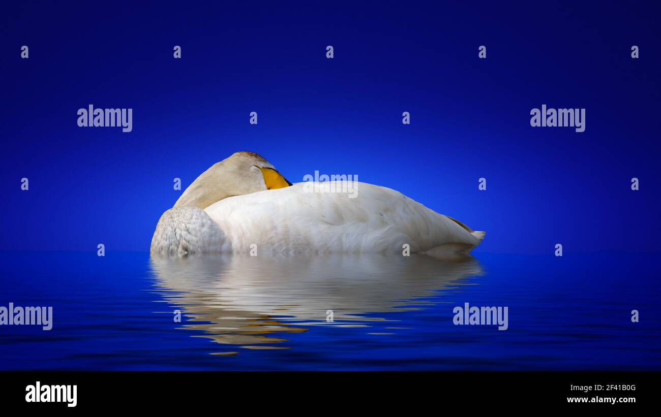 A beautiful and graceful Whooper swan sleeping on the water Stock Photo ...